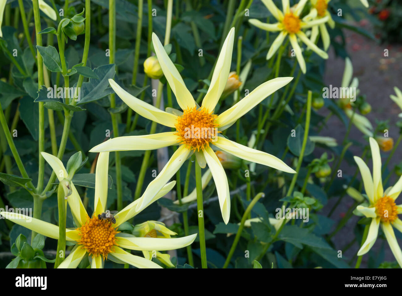 Yellow Dahlia Flowers closeup, star shaped with eight petals Stock ...