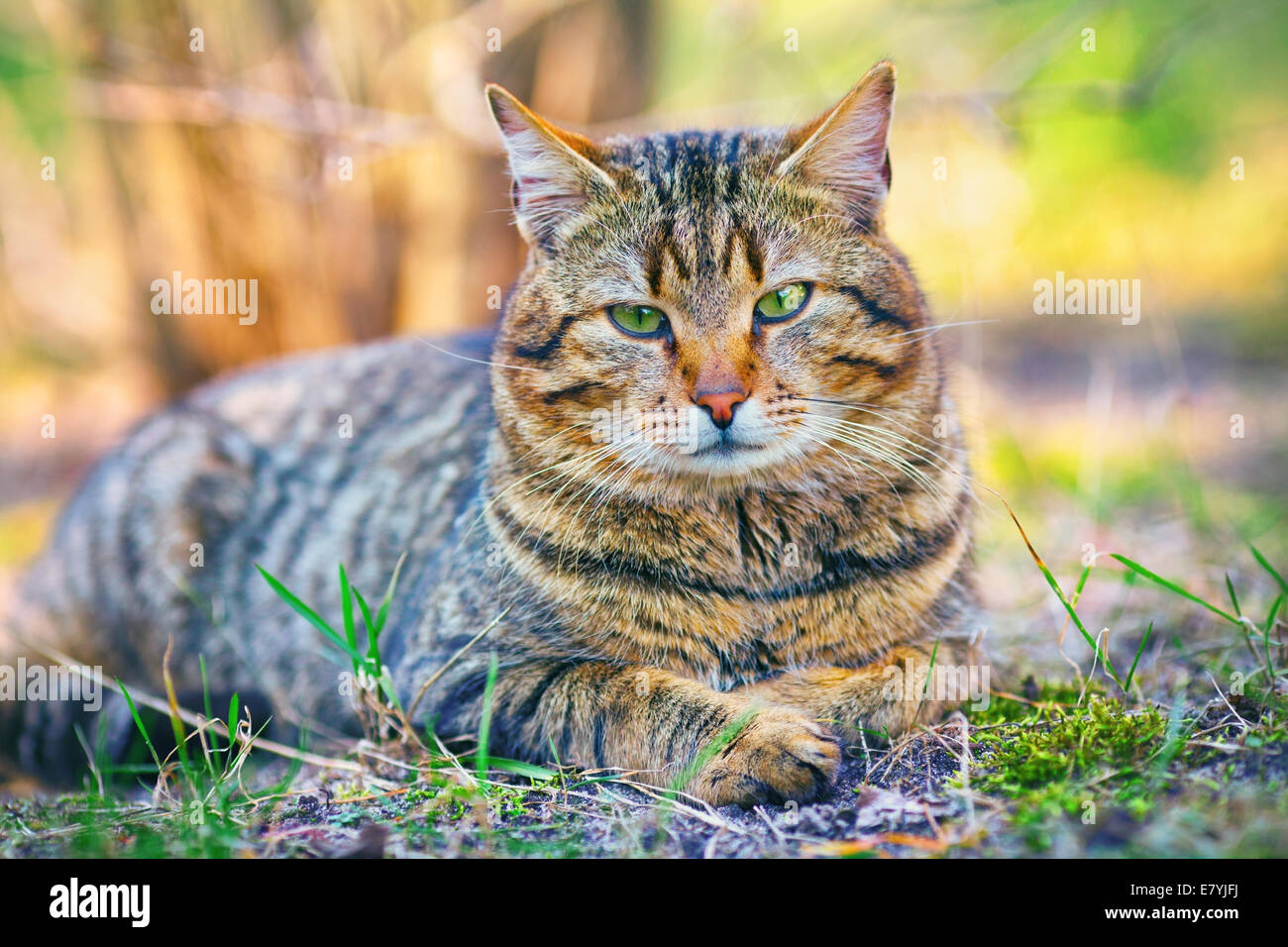 Cute cat relaxing outdoor Stock Photo - Alamy