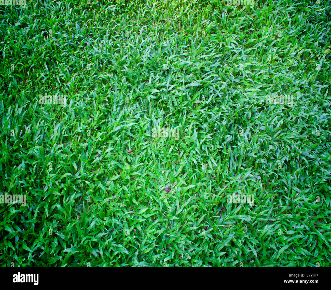 green grass lawn background texture pattern nature Stock Photo - Alamy