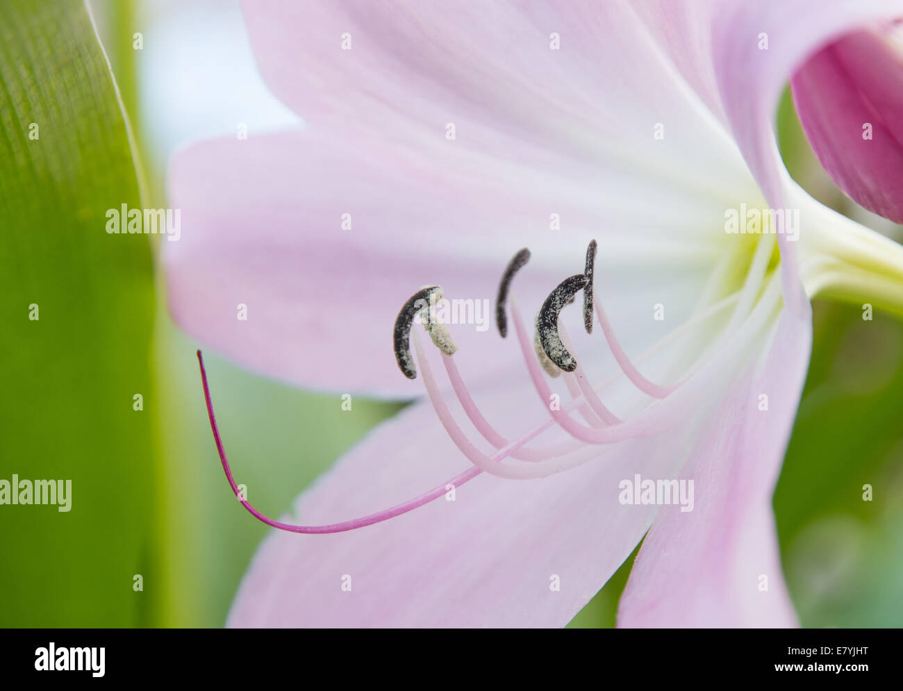 Pink lily flower closeup blossoming in September, Sweden Stock Photo ...