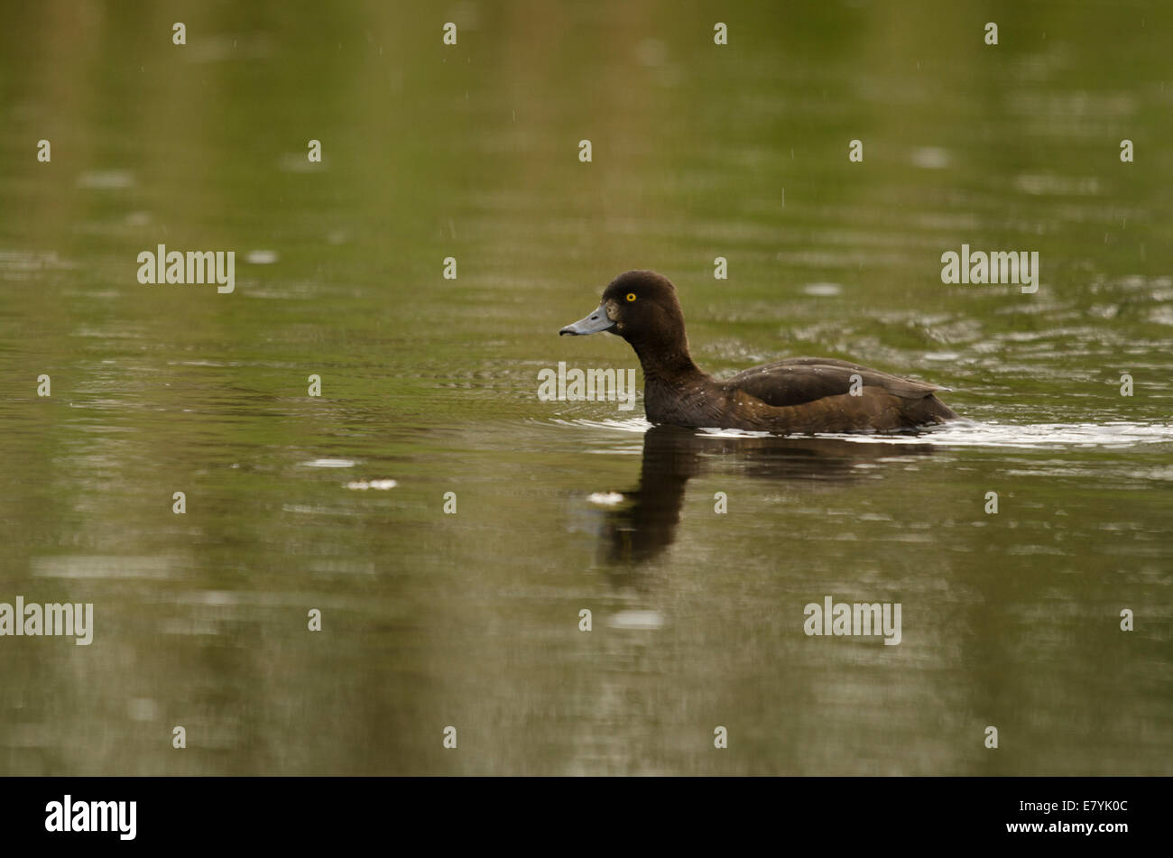 Tuffed duck hi-res stock photography and images - Alamy