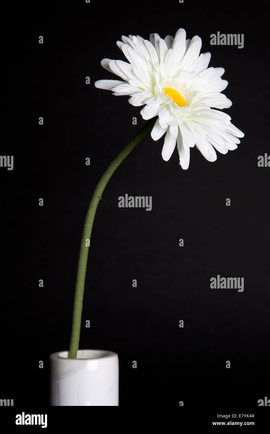 White open flower hi-res stock photography and images - Alamy