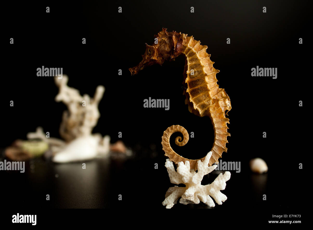 Seahorse with shells Stock Photo - Alamy