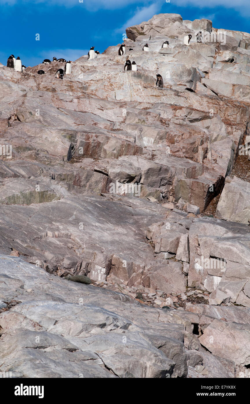 Penguins natural habitat hi-res stock photography and images - Alamy