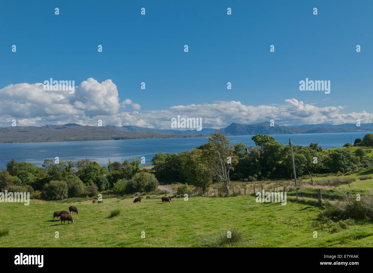 Soay Skye High Resolution Stock Photography and Images - Alamy