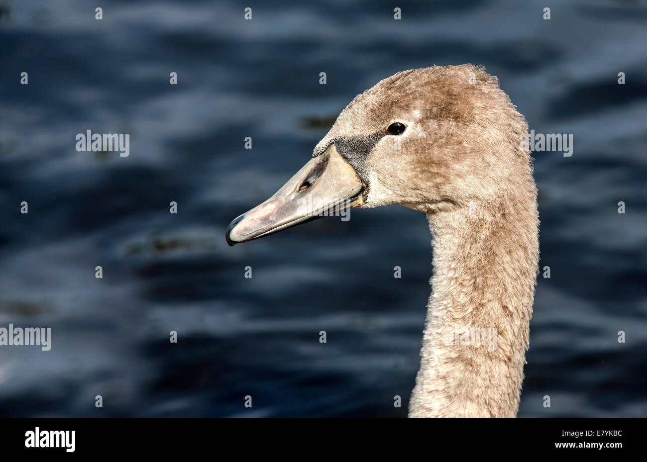 Brown swan bird hi-res stock photography and images - Alamy