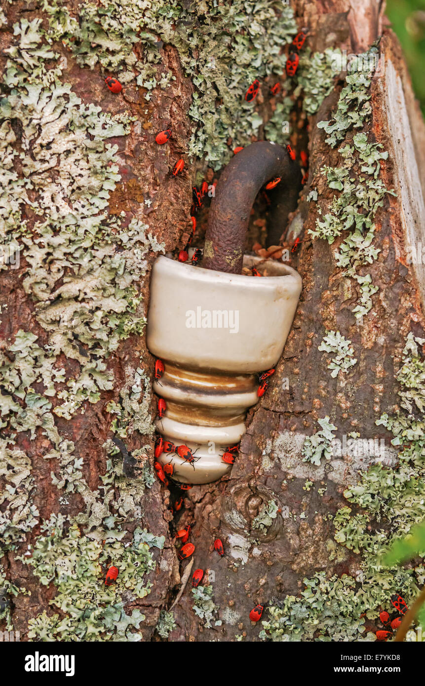 The old porcelain insulator grew into a tree. Around red forest bugs ...