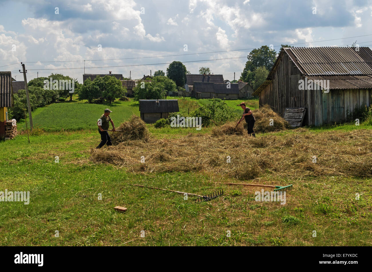Village yard sunday. Hay drying in the house yard Stock Photo - Alamy