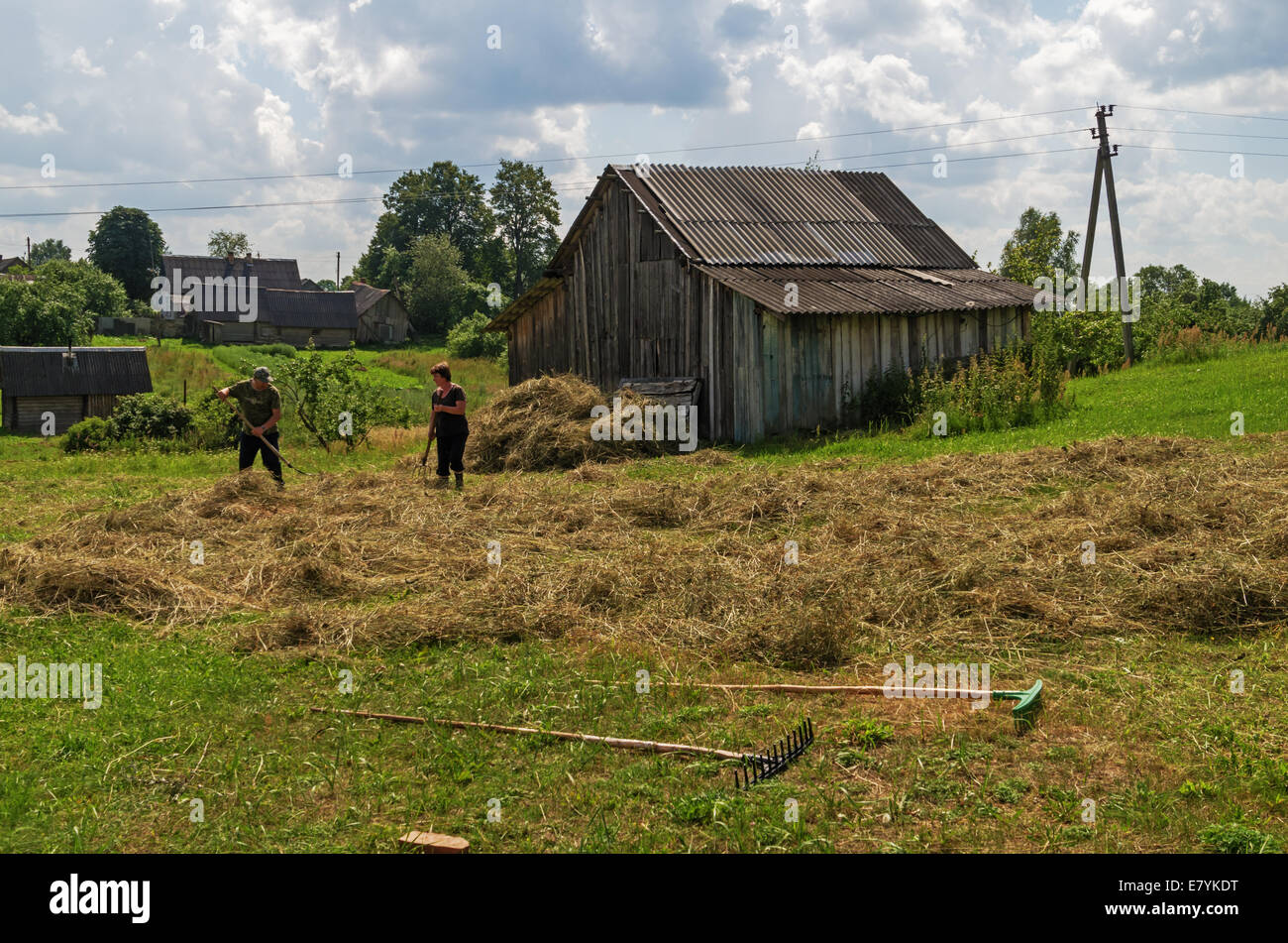 Village yard sunday. Hay drying in the house yard Stock Photo - Alamy