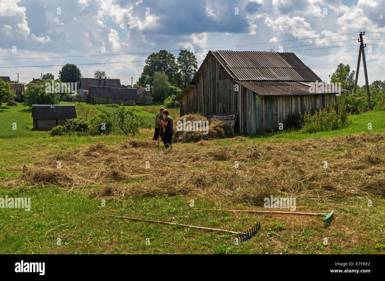 Village yard sunday. Hay drying in the house yard Stock Photo - Alamy