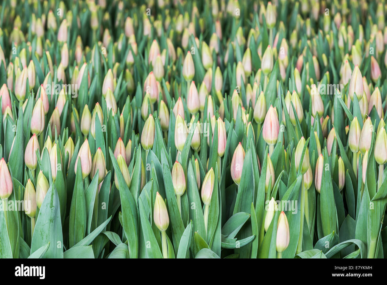 Dutch flower auction distribution hi-res stock photography and images ...