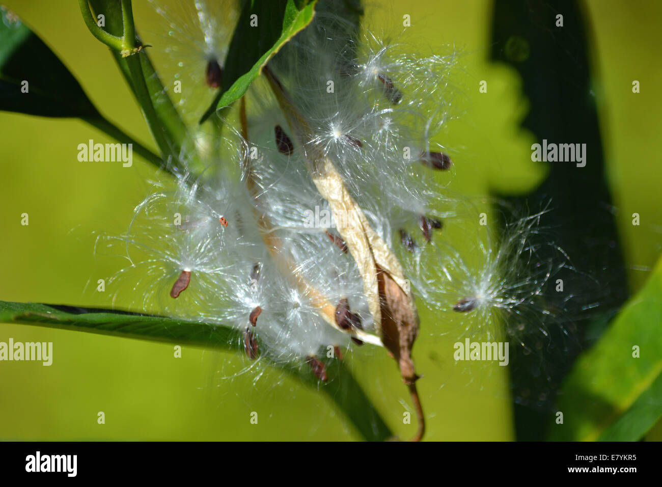 autumn seed pod from a butterfly weed plant Stock Photo - Alamy