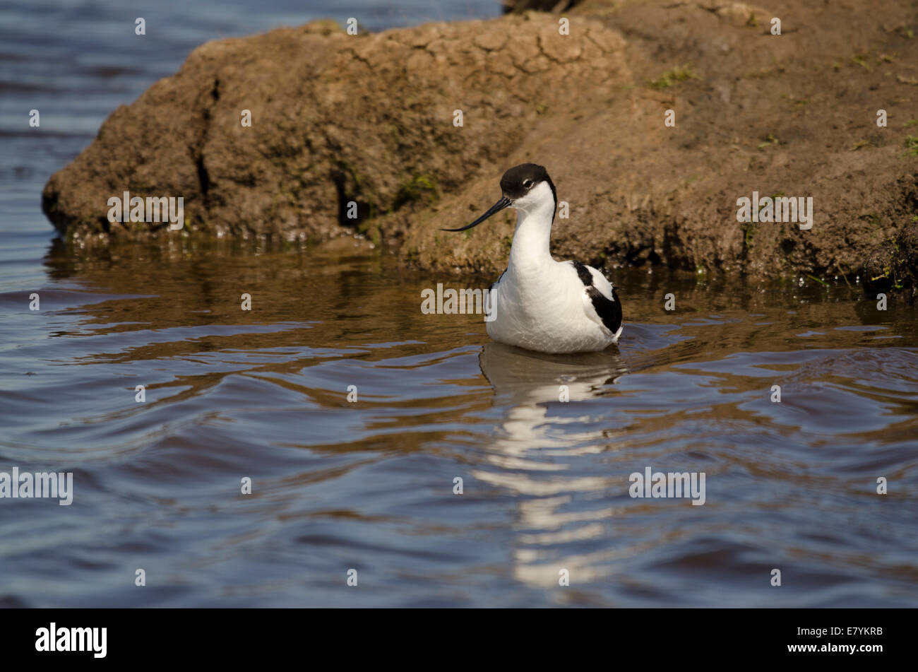 Avocet recurvirostra avosetta floating near island in a wetland area ...