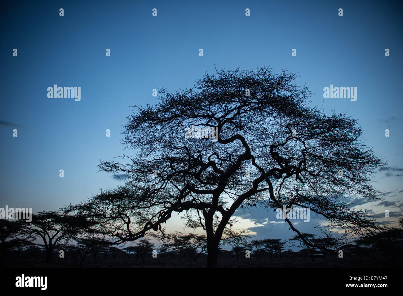 The village of Daaba in Isiolo country, Kenya where Josephine Ekiru ...
