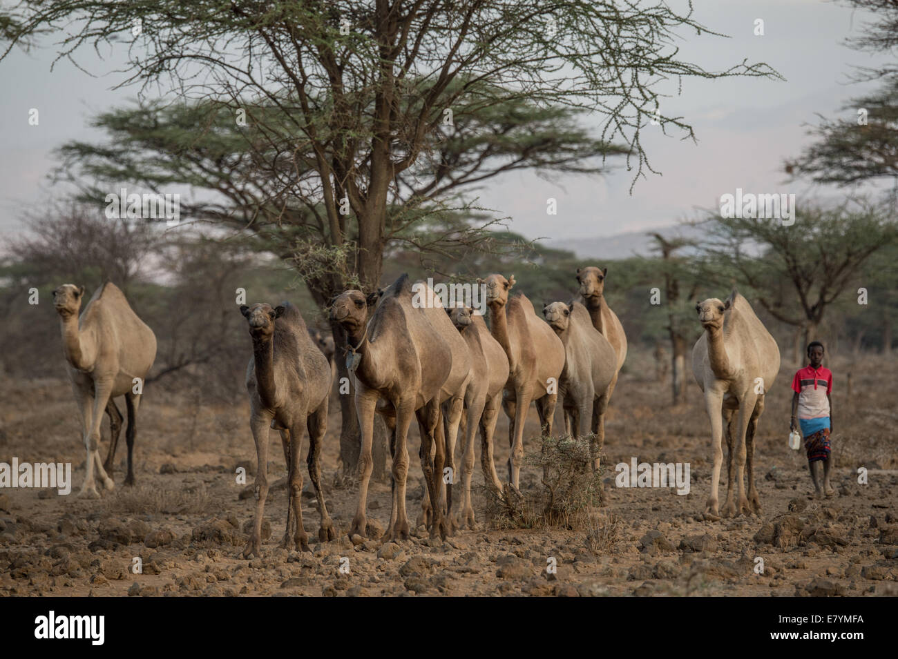 Animals camels hi-res stock photography and images - Alamy