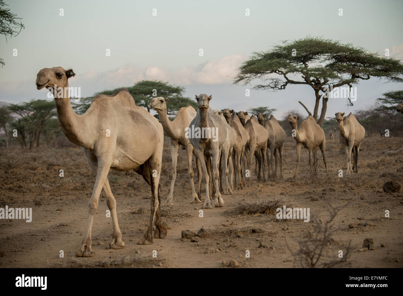Villagers walk their camels from Daaba Community in Isiolo Country ...