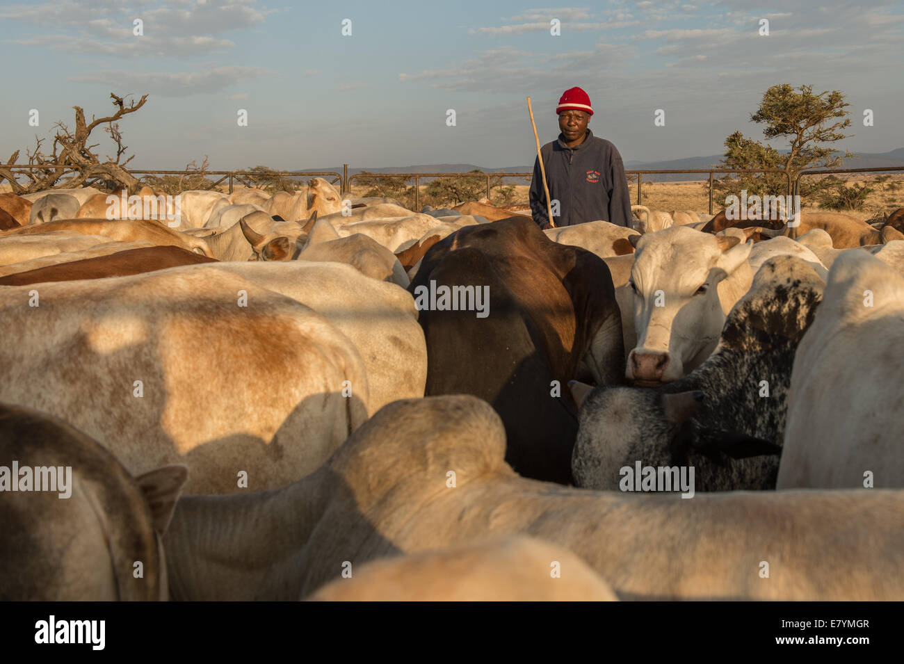 Kenya cattle market hi-res stock photography and images - Alamy