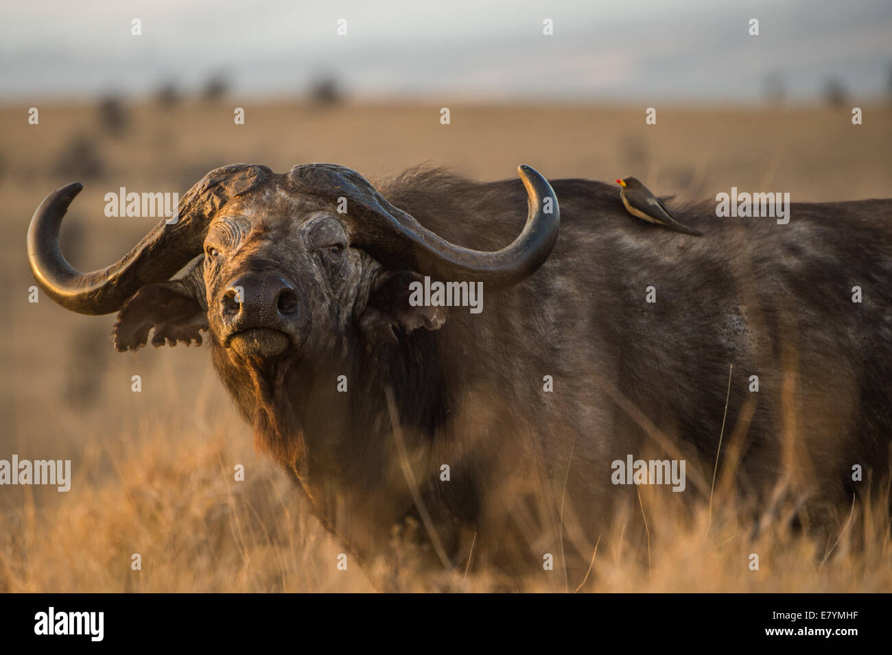 Bison at Lewa Wildlife Conservancy in Northern Kenya. Lewa’s mission is ...