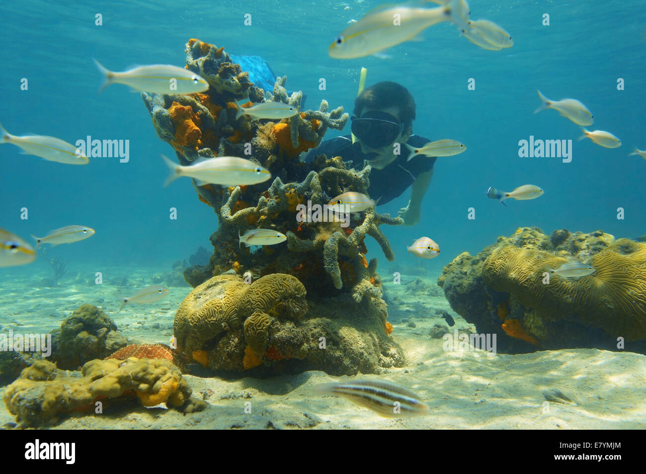 Underwater scene with snorkeler looking strange forms of sea life ...