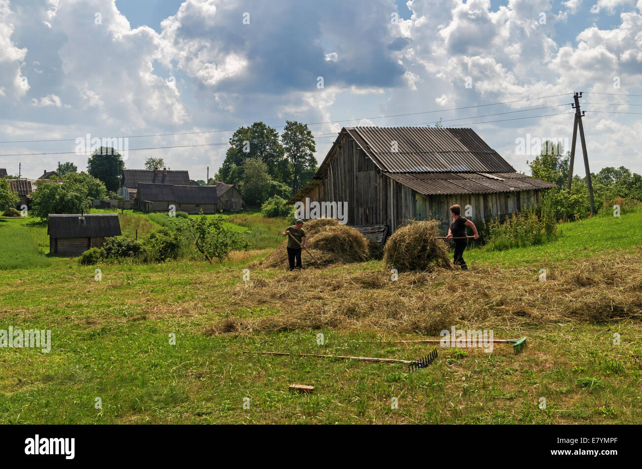 Village yard sunday. Hay drying in the house yard Stock Photo - Alamy