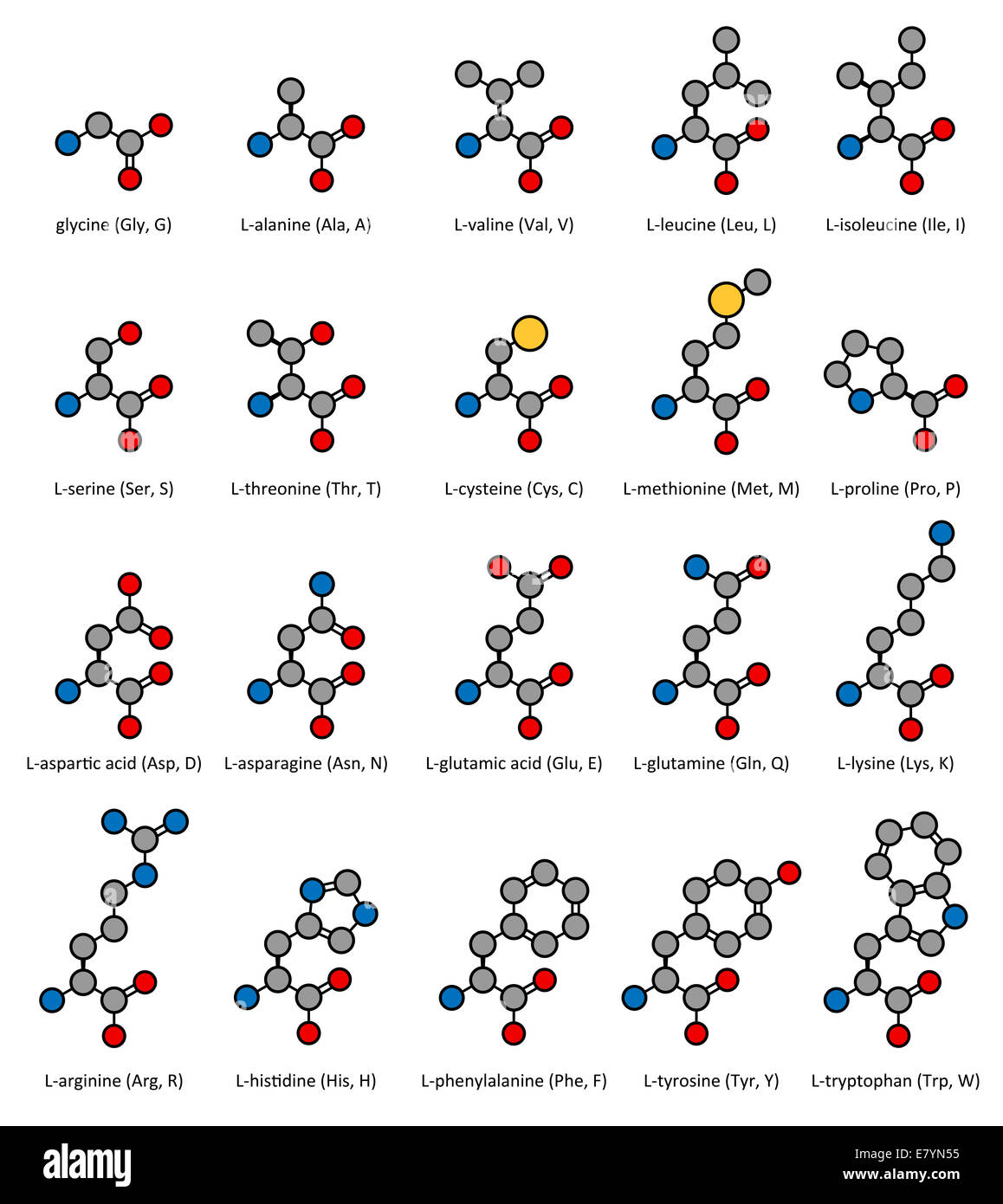 Cysteine aspartic acid hi-res stock photography and images - Alamy