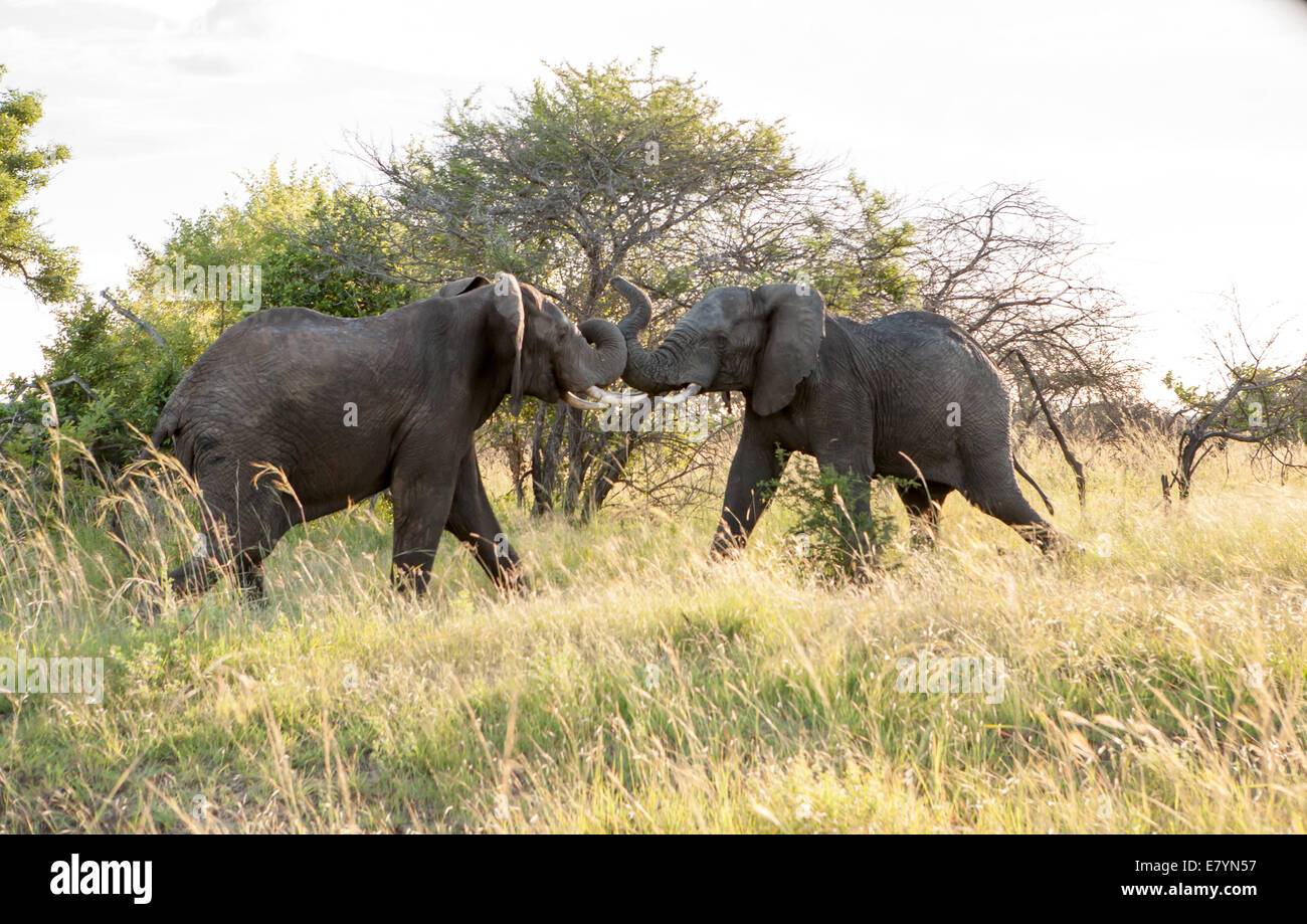 Two Bull Elephants fighting Stock Photo - Alamy