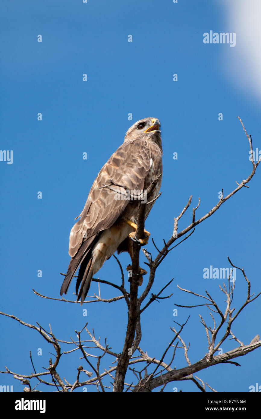 Kite sitting hi-res stock photography and images - Alamy