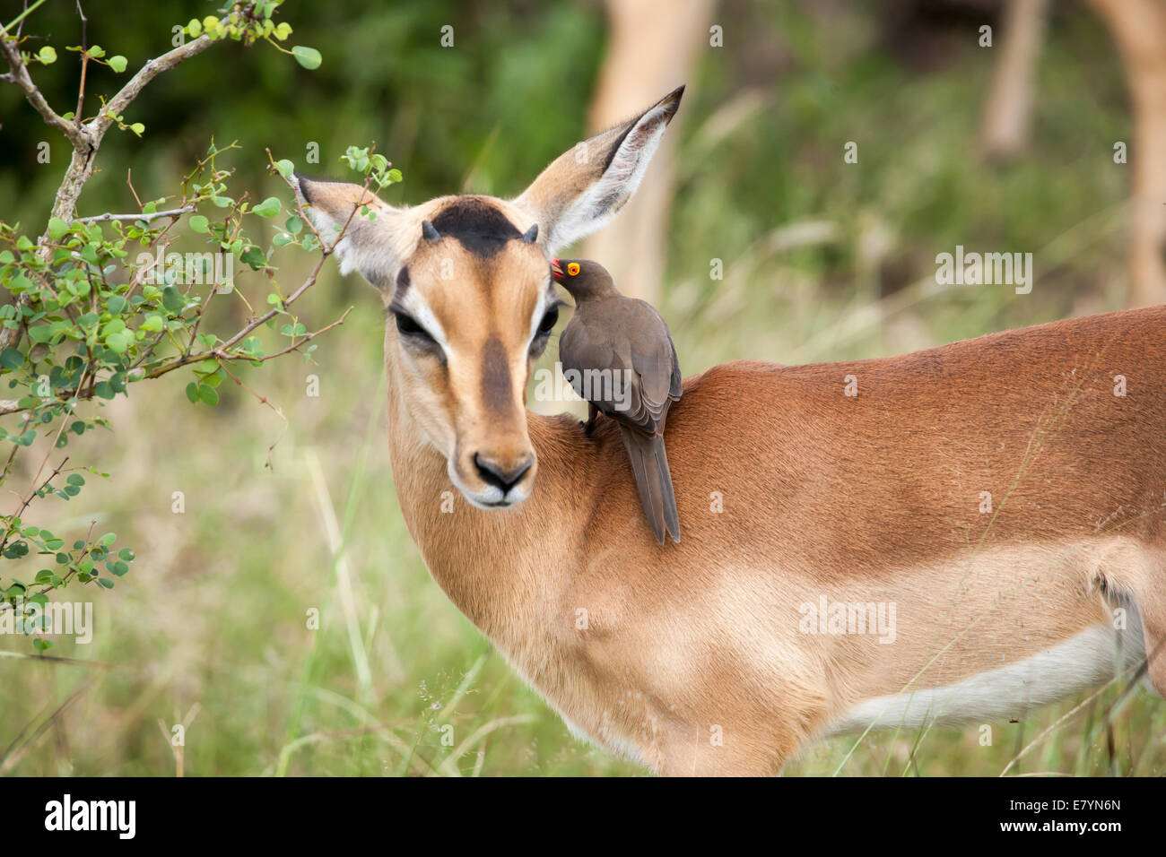 Impala, Cape Glossy Starling, Bird Stock Photo - Alamy