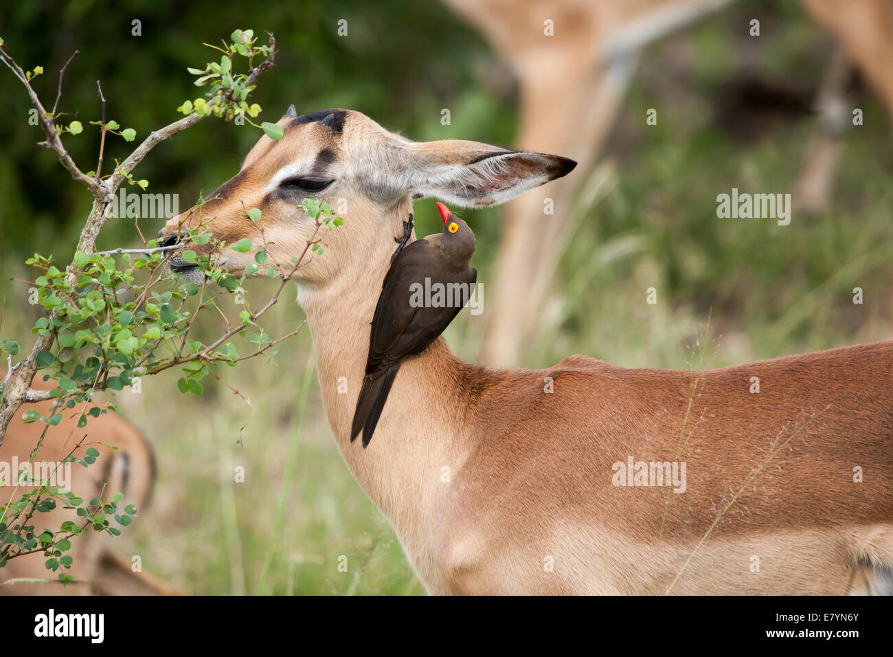 Impala bird hi-res stock photography and images - Alamy