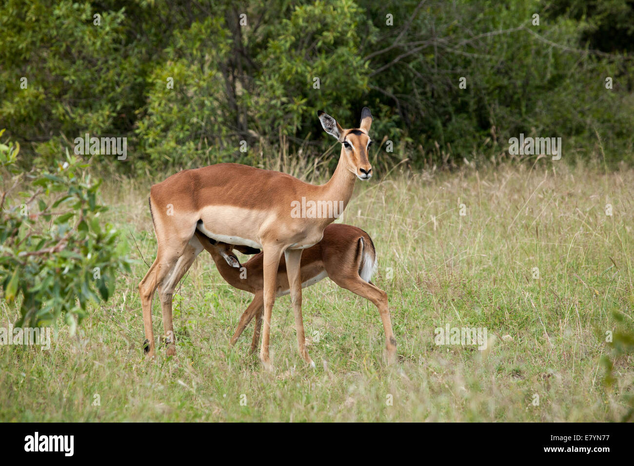 Impala baby nursing hi-res stock photography and images - Alamy
