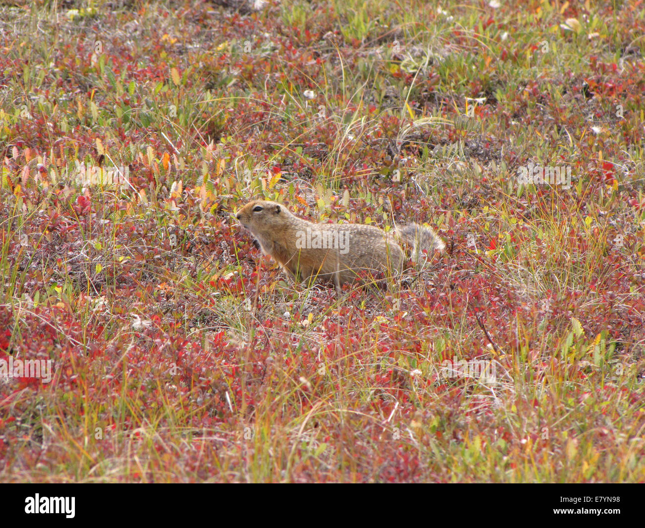 An Arctic Ground Squirrel (Spermophilus parryii) in the colorful fall ...