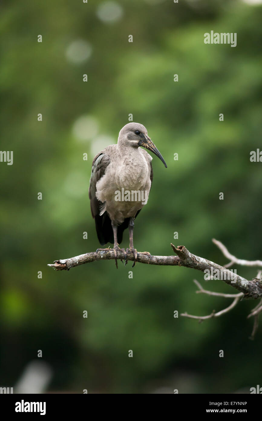 Hadeda Ibis sitting on a tree branch resting Stock Photo - Alamy