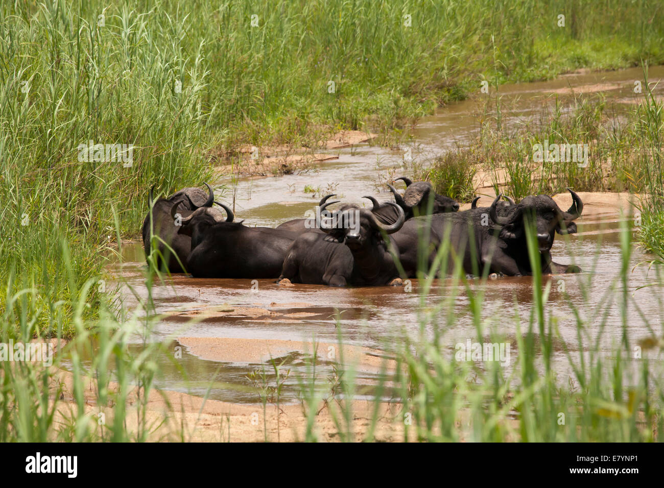 African Water Buffalo staying cool in a stream Stock Photo - Alamy