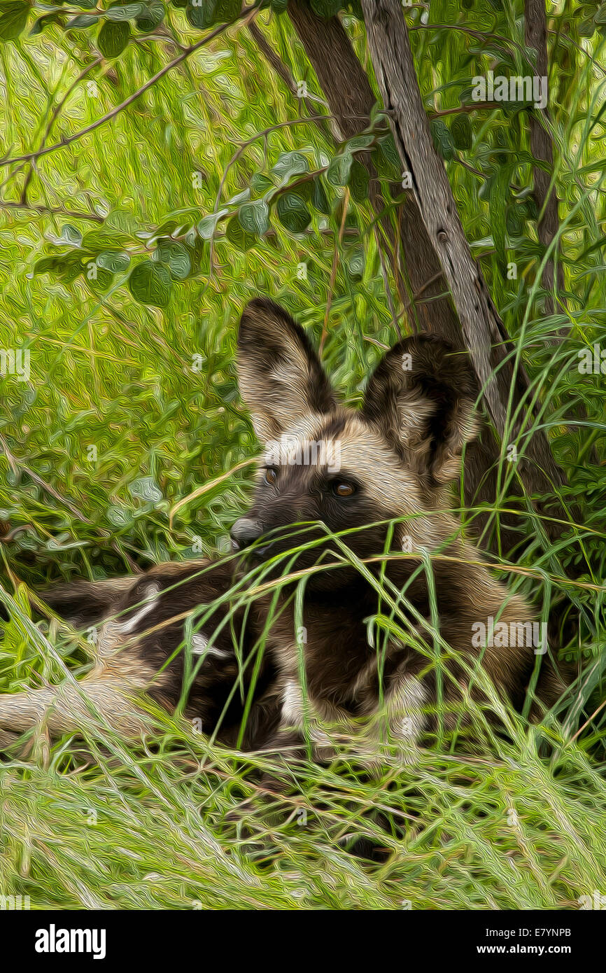 African Wild Dog resting Stock Photo - Alamy