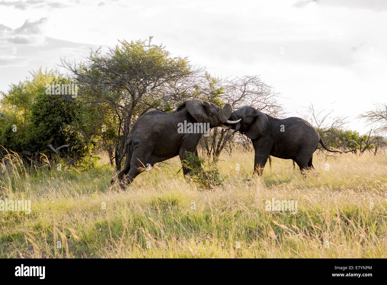 Two Elephants fighting to determine dominance Stock Photo - Alamy