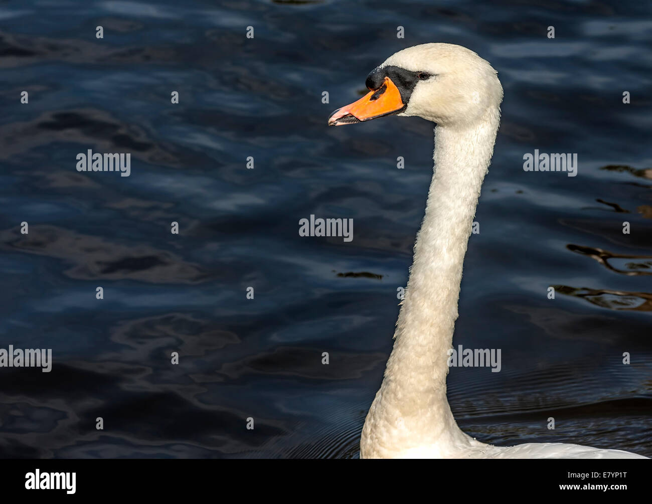 Closeup of a White Swan, neck and head, at Falkirk, Scotland Stock ...