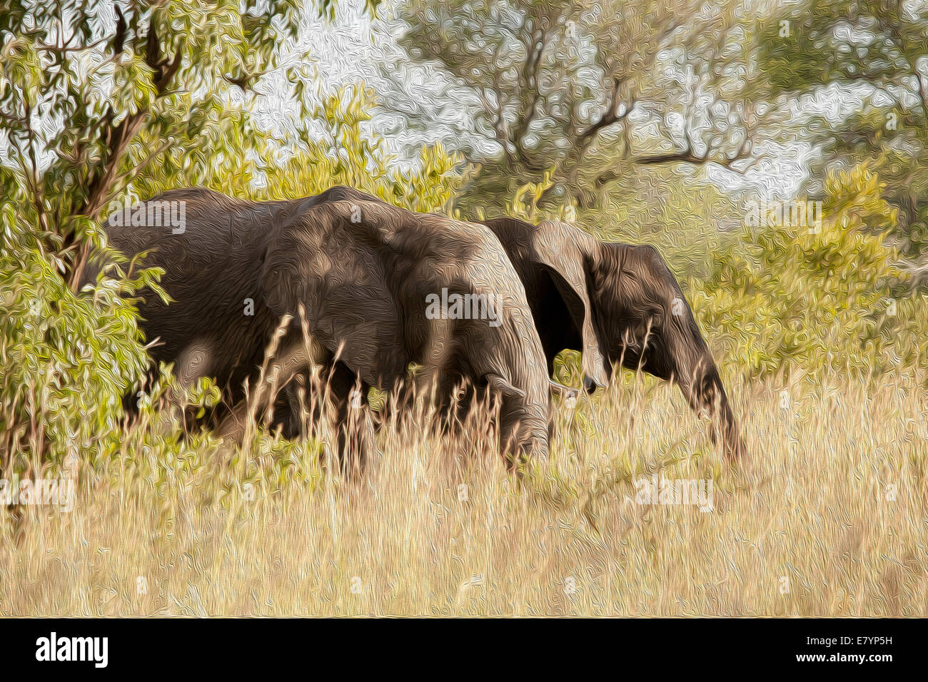 Two elephants walking hi-res stock photography and images - Alamy