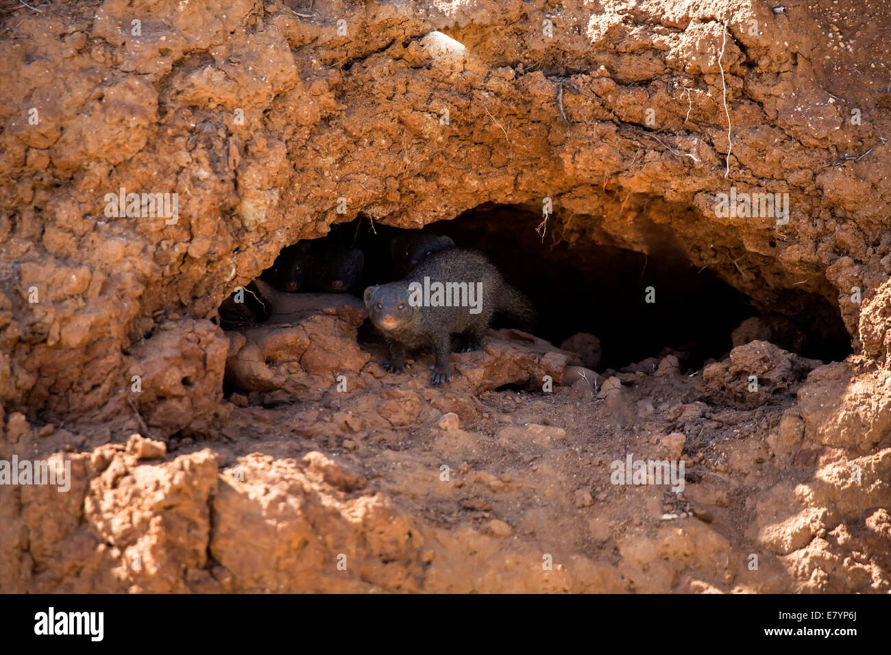 Water mongoose hi-res stock photography and images - Alamy