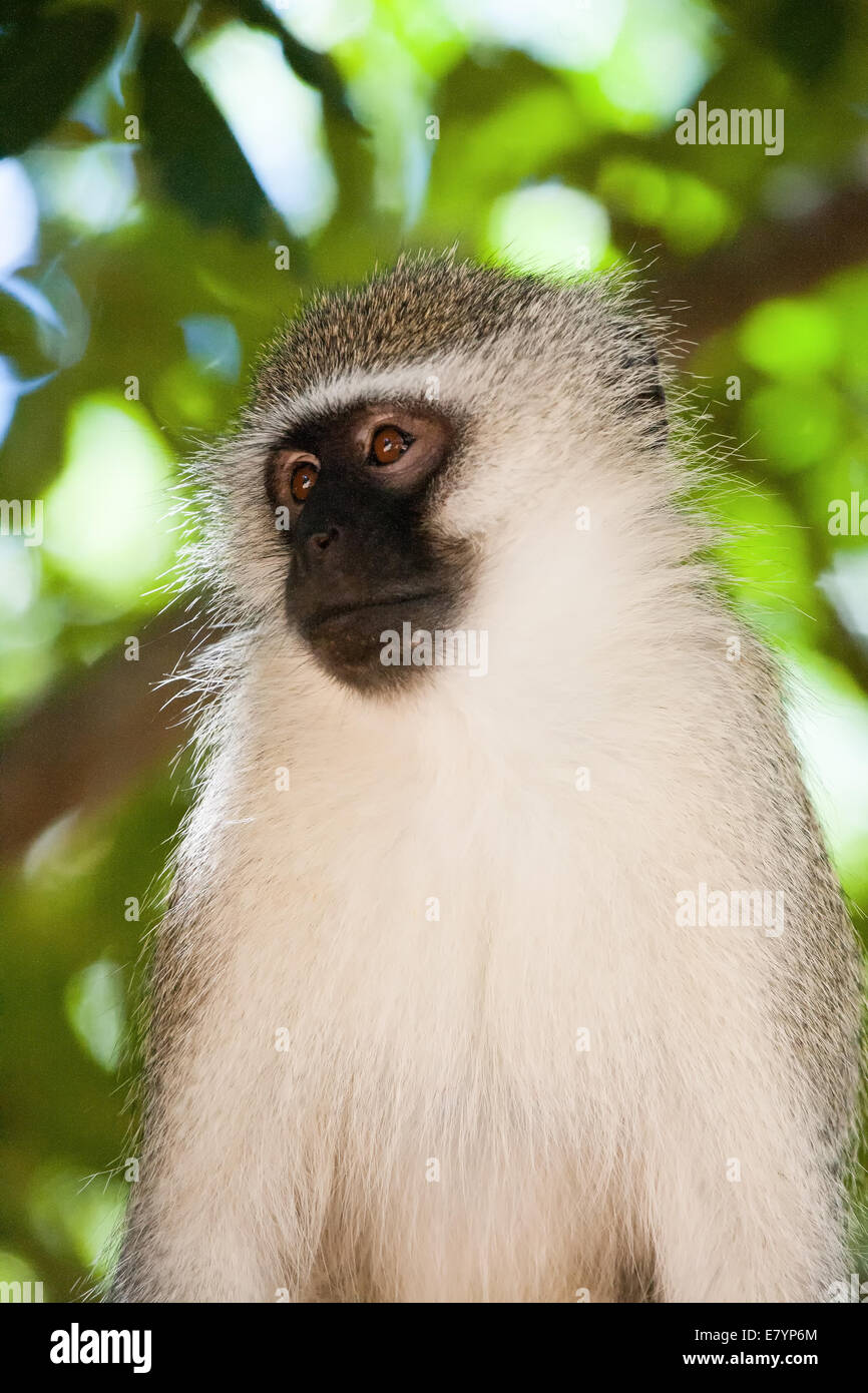 Velvet Monkey looking good Stock Photo - Alamy