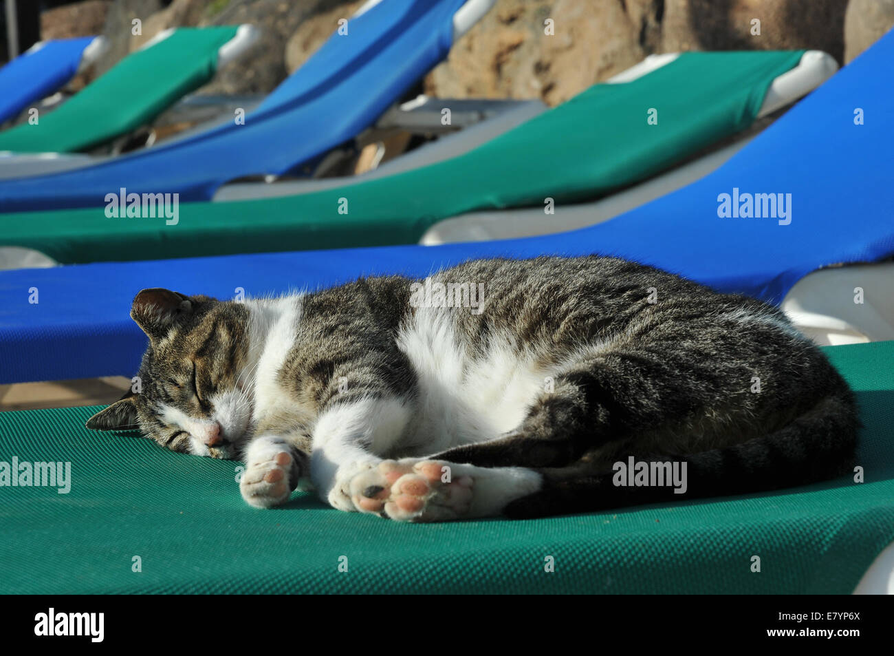 A cat relaxing on a sun lounger Stock Photo - Alamy
