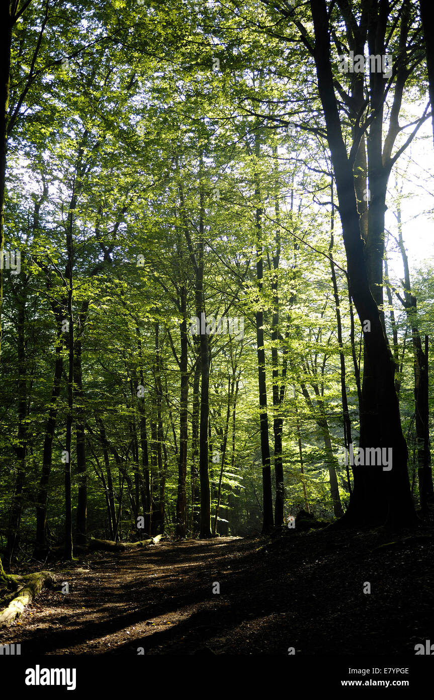 Beech forest exterior beech forest exterior hi-res stock photography ...