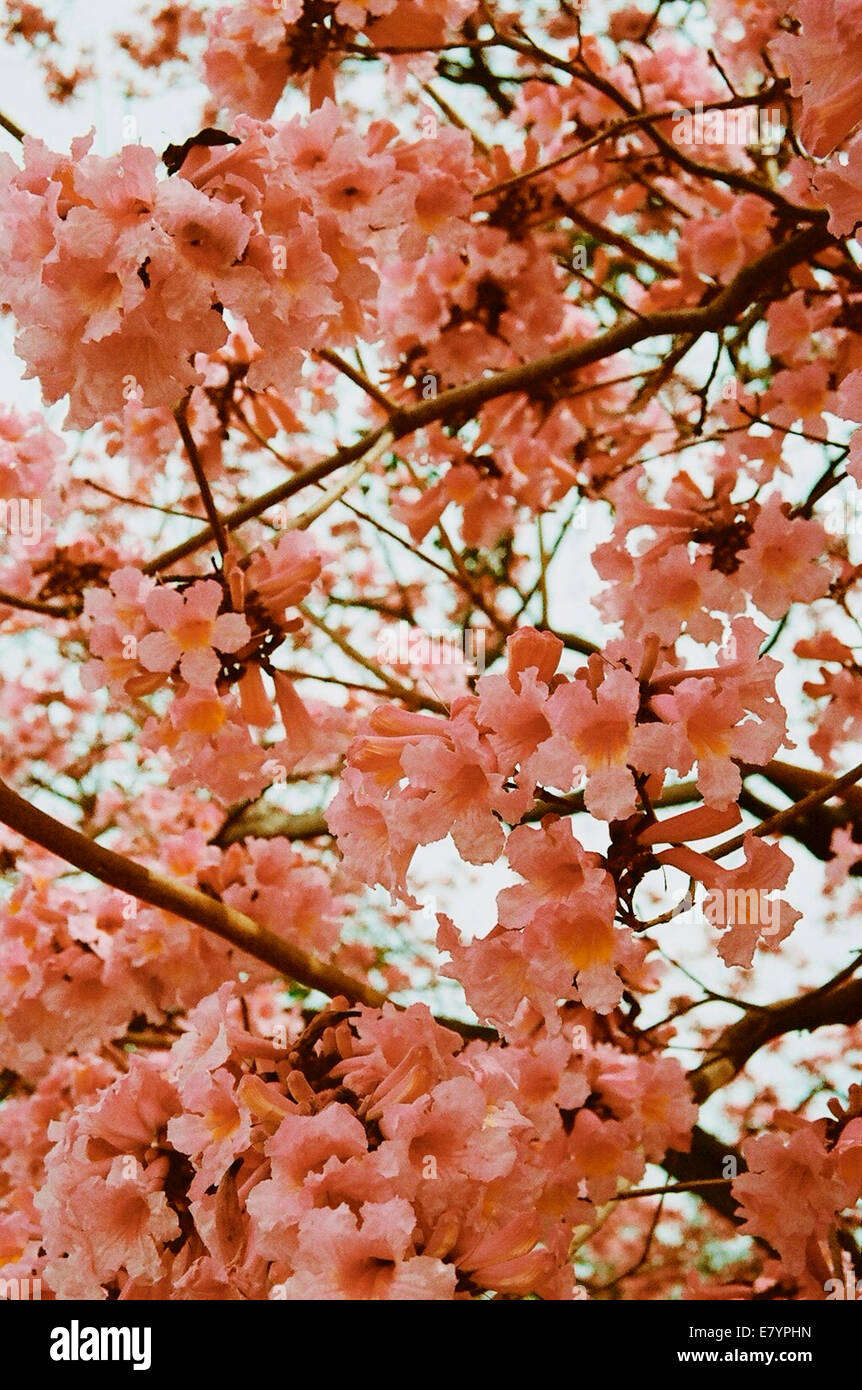 Close up cherry tree hi-res stock photography and images - Alamy