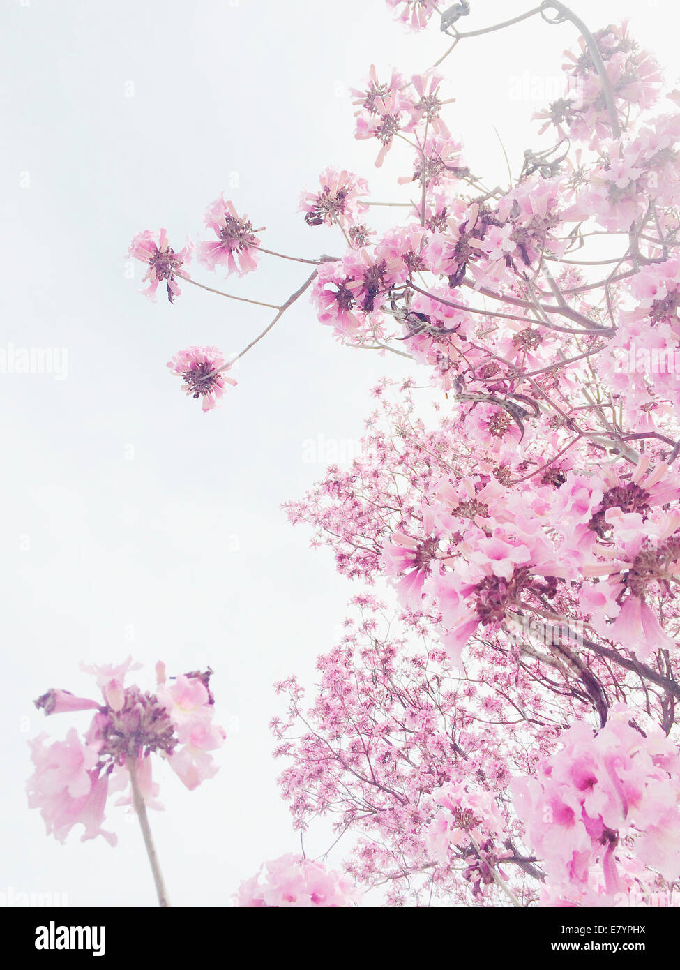 Close up cherry tree hi-res stock photography and images - Alamy