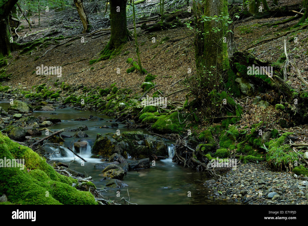 Beech creek hi-res stock photography and images - Alamy