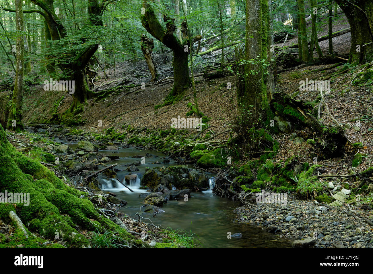 Beech creek hi-res stock photography and images - Alamy