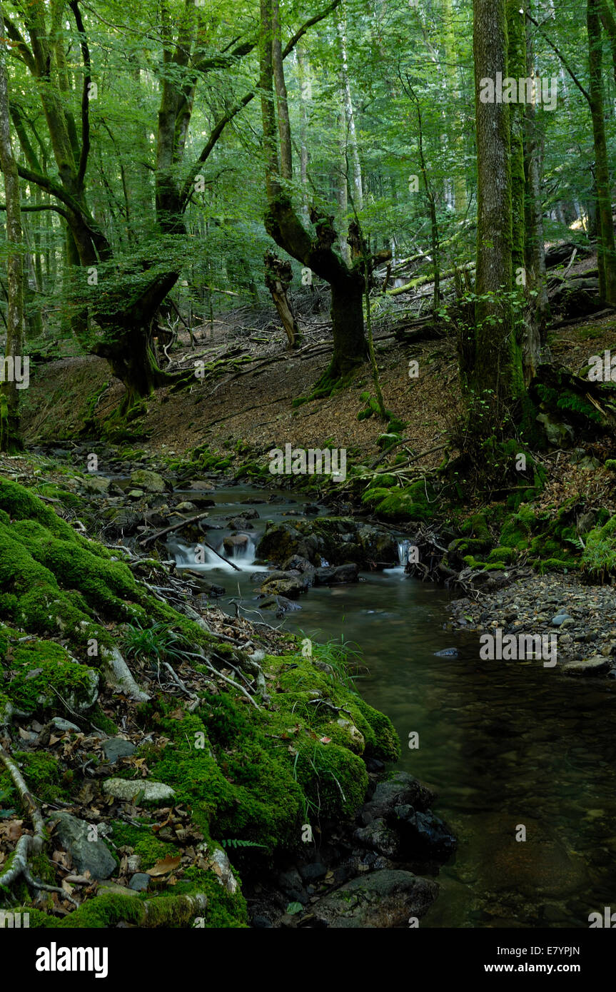 Beech creek hi-res stock photography and images - Alamy