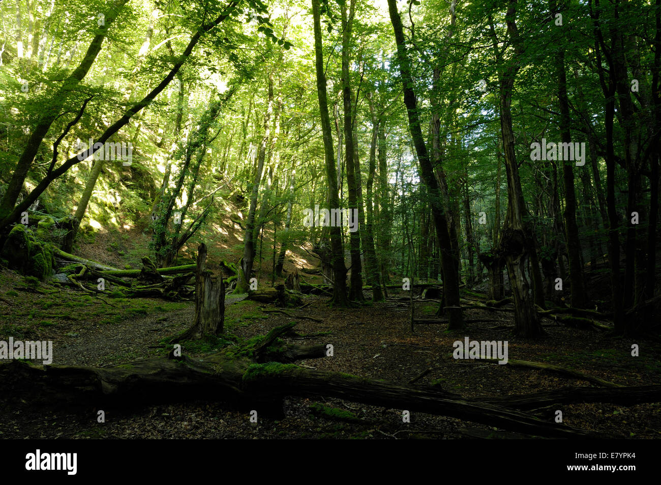 Forest calm hi-res stock photography and images - Alamy