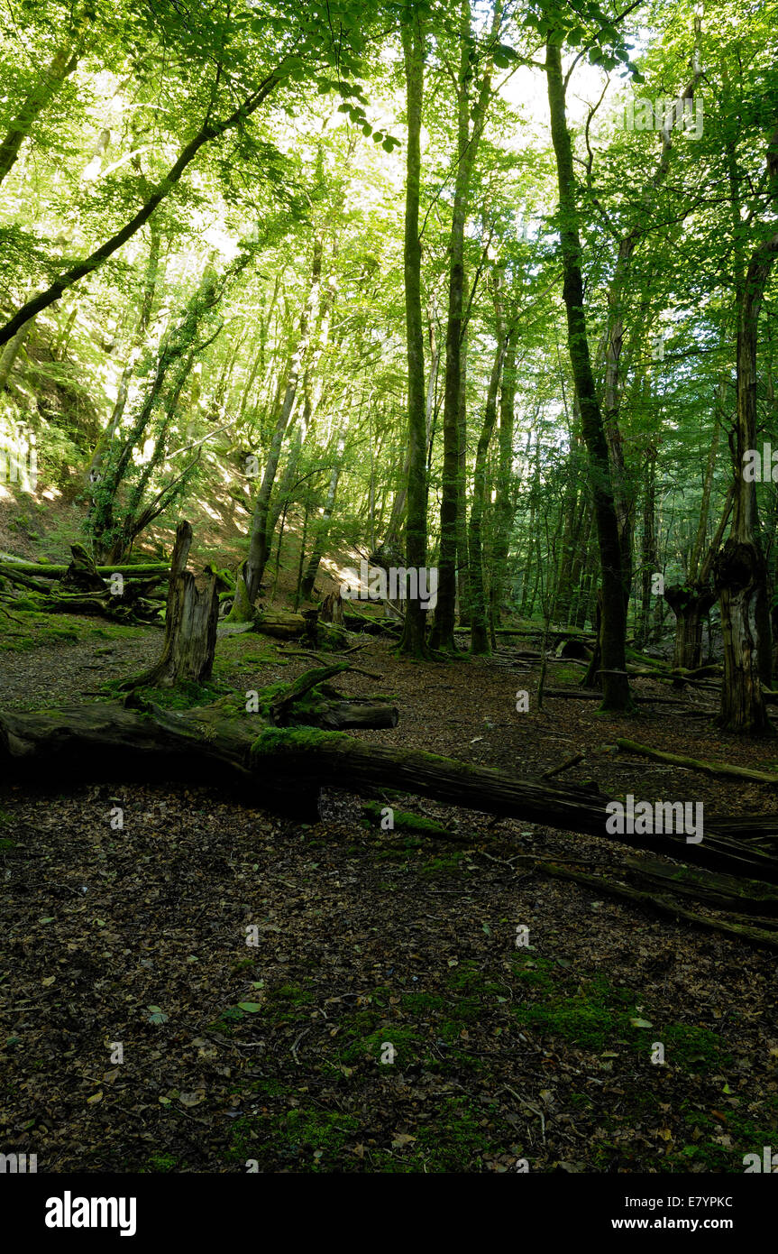 Forest calm hi-res stock photography and images - Alamy