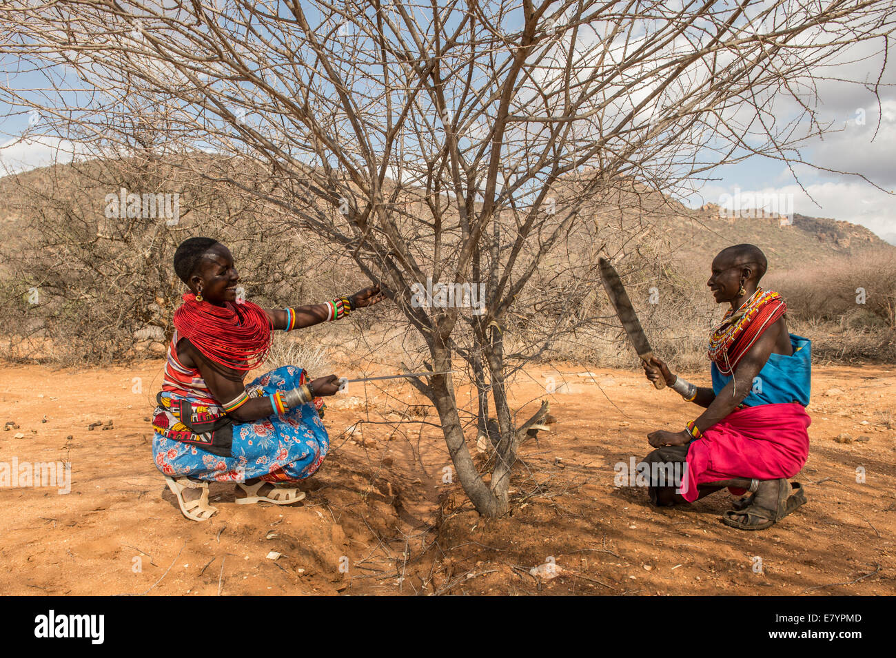 Samburu women chop down Acacia reficiens, a species that sucks any last ...