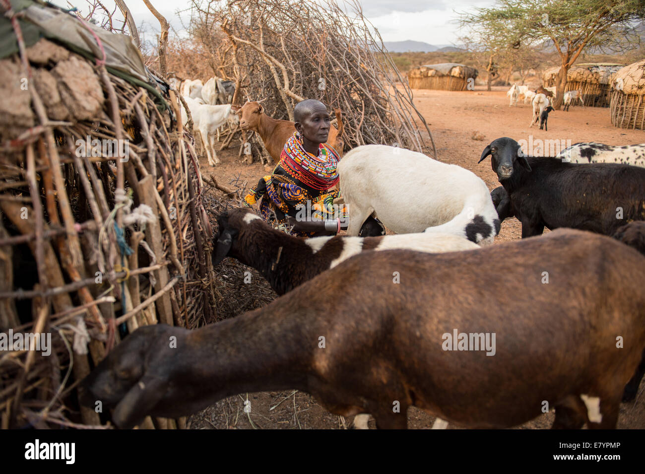 The Maa-speaking Samburu are pastoralists, whose livelihoods have ...